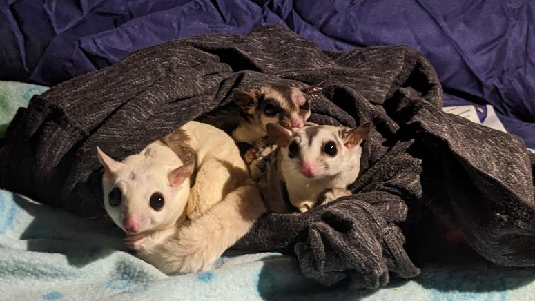 New Digs – Victoria Barr